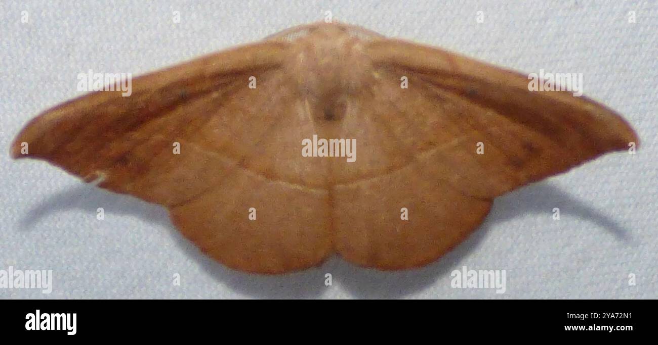 Juniper Geometer Moth (Patalene olyzonaria) Insecta Stock Photo - Alamy