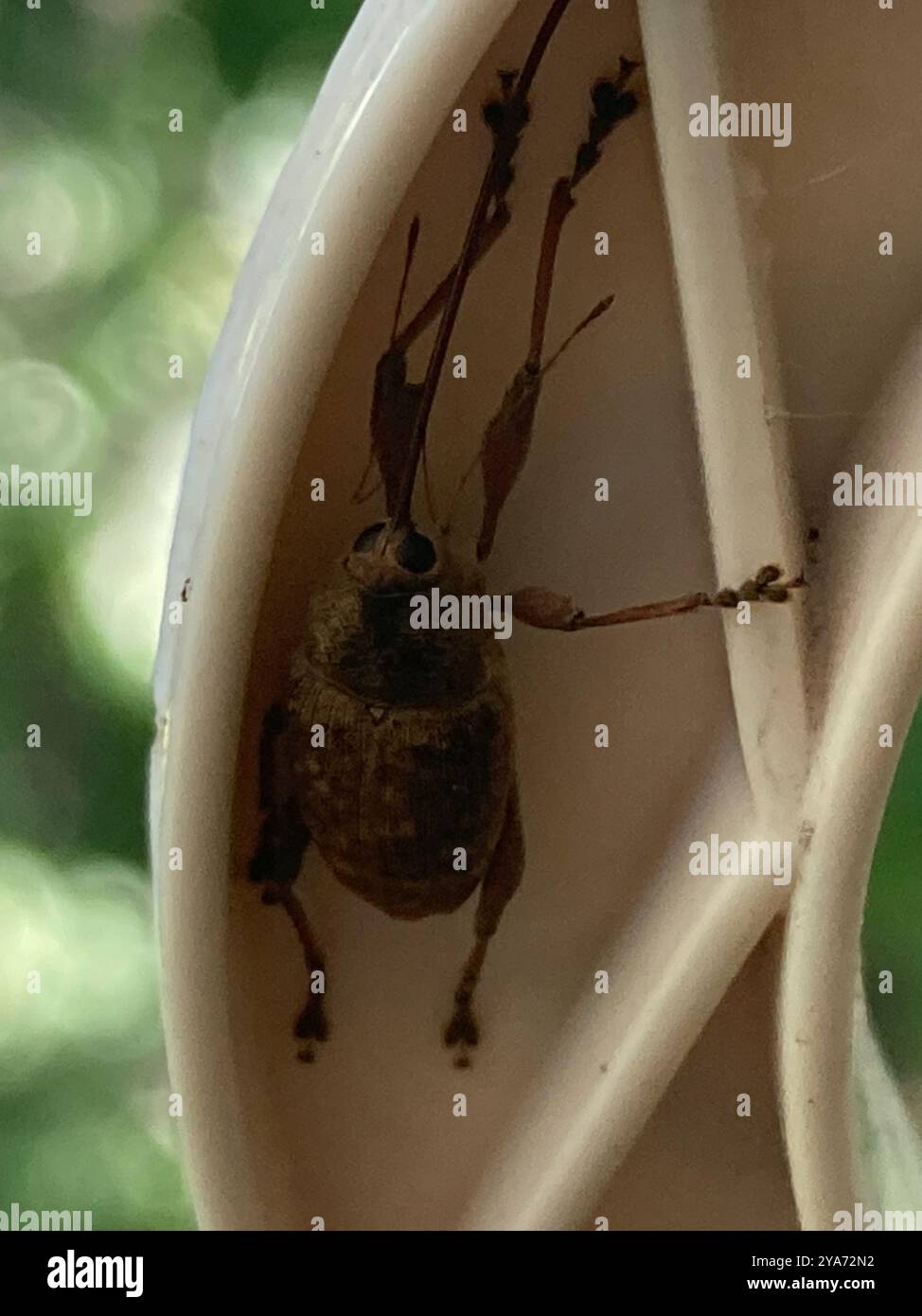 Nut and Acorn Weevils (Curculio) Insecta Stock Photo - Alamy