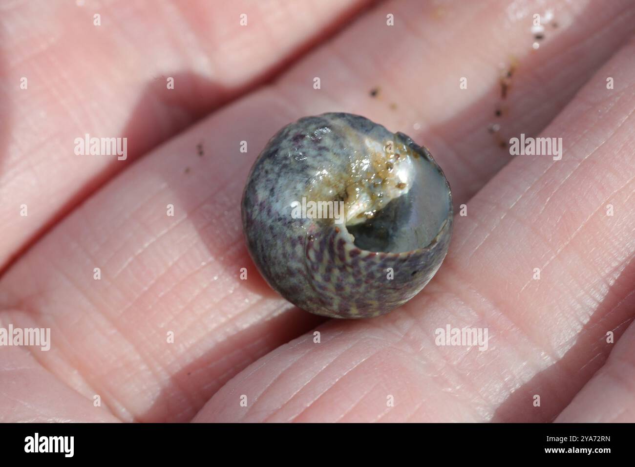 Purple Topshell (Steromphala umbilicalis) Mollusca Stock Photo - Alamy