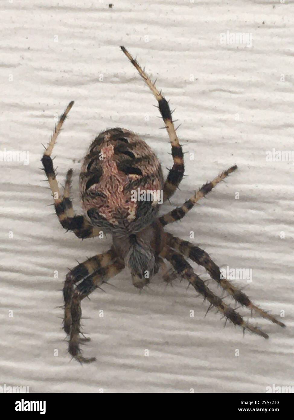 Arabesque Orbweaver (Neoscona arabesca) Arachnida Stock Photo - Alamy