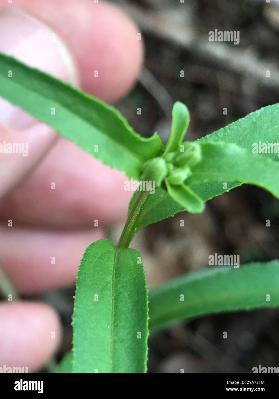 Narrowleaf Four o'Clock (Mirabilis linearis) Plantae Stock Photo - Alamy
