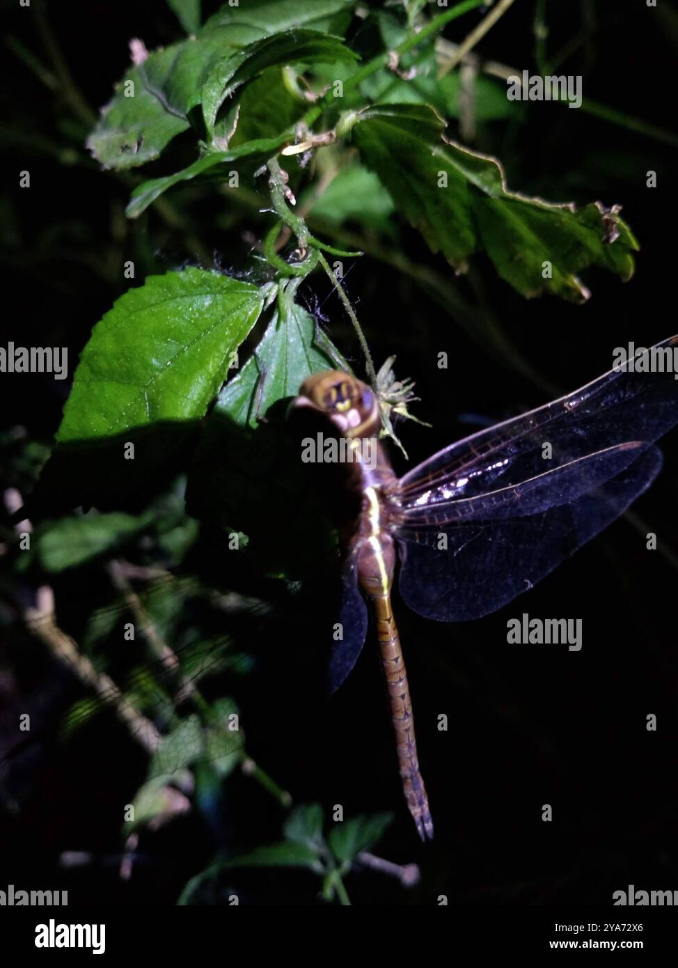 (Rhionaeschna bonariensis) Insecta Stock Photo - Alamy
