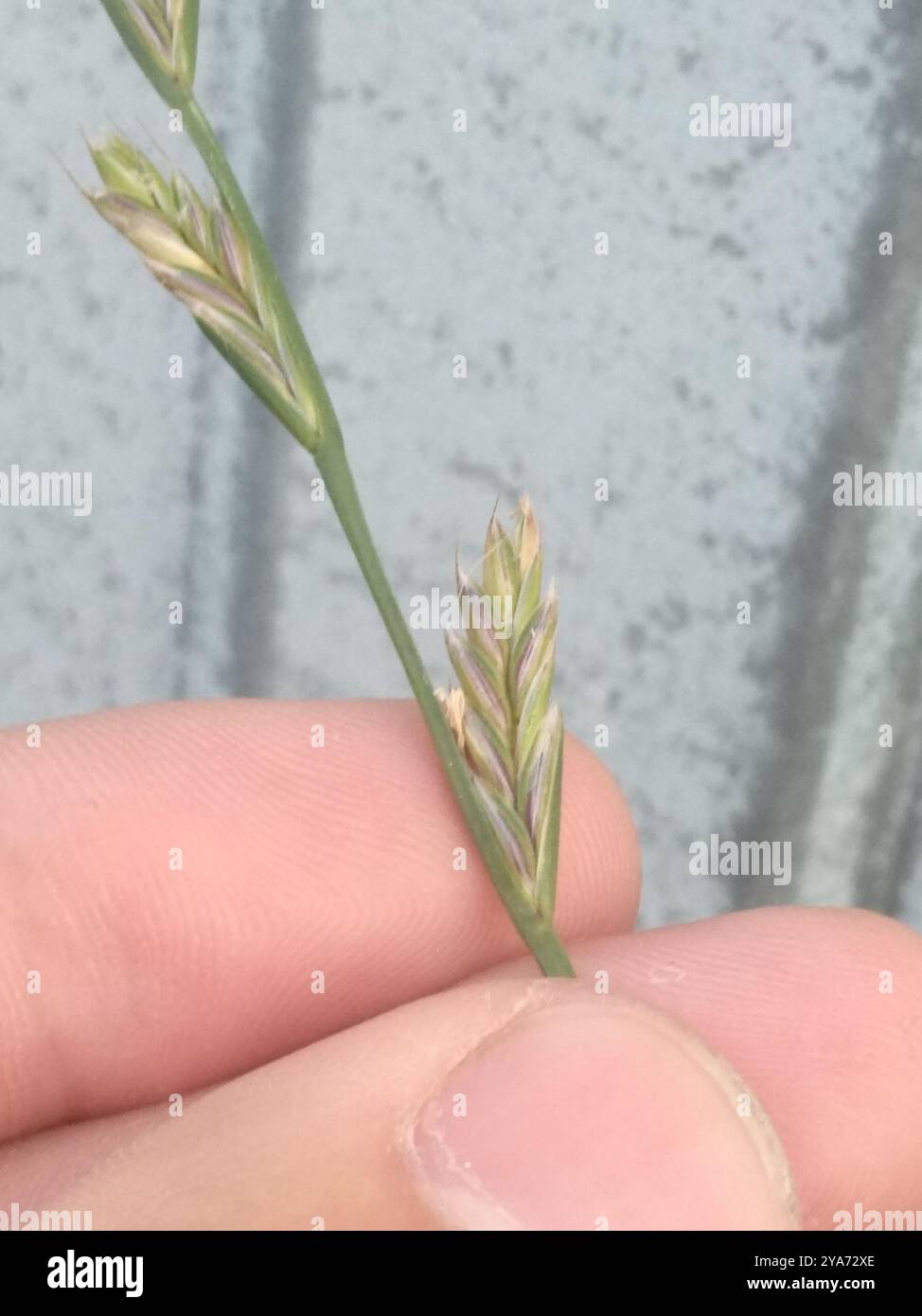 Italian Ryegrass (Lolium multiflorum) Plantae Stock Photo - Alamy