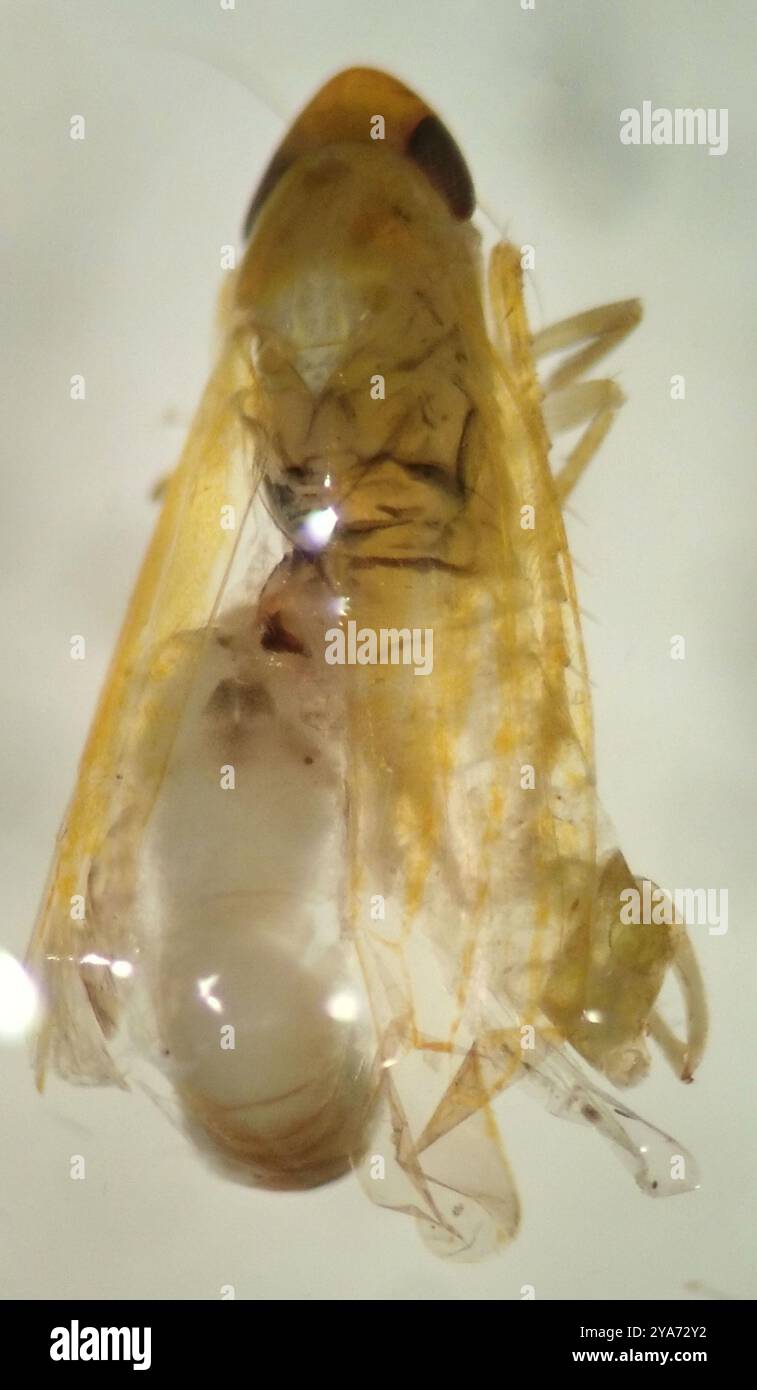 Pincer Wasps (Dryinidae) Insecta Stock Photo - Alamy