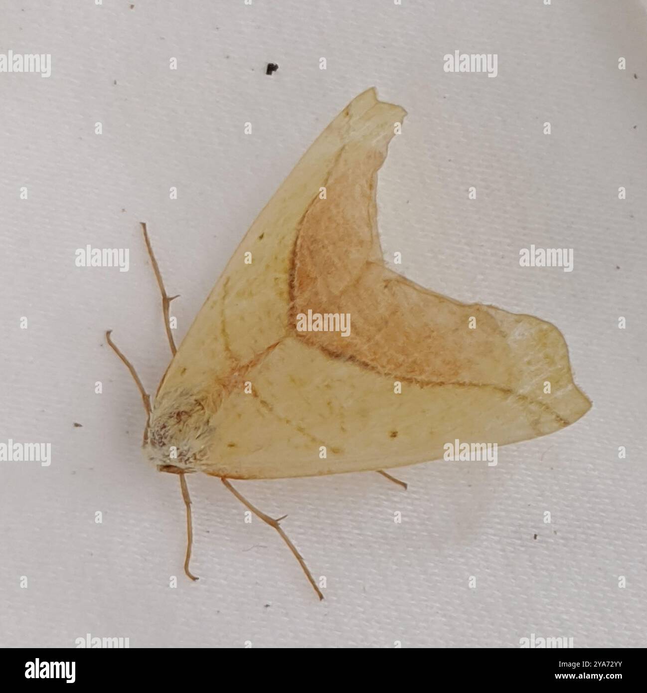 Sharp-lined Yellow (Sicya macularia) Insecta Stock Photo - Alamy