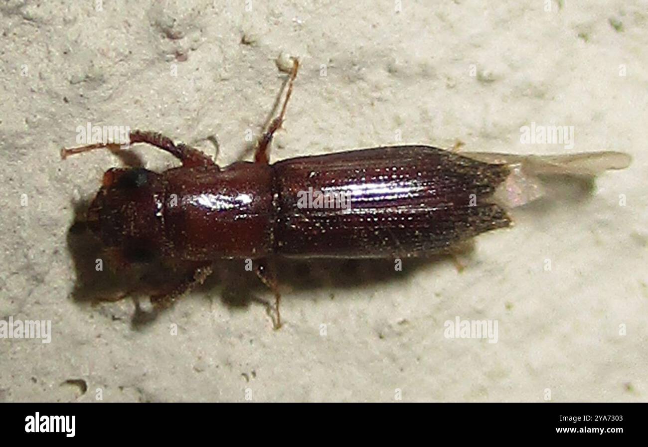Pinhole Borer Beetles (Platypodinae) Insecta Stock Photo - Alamy