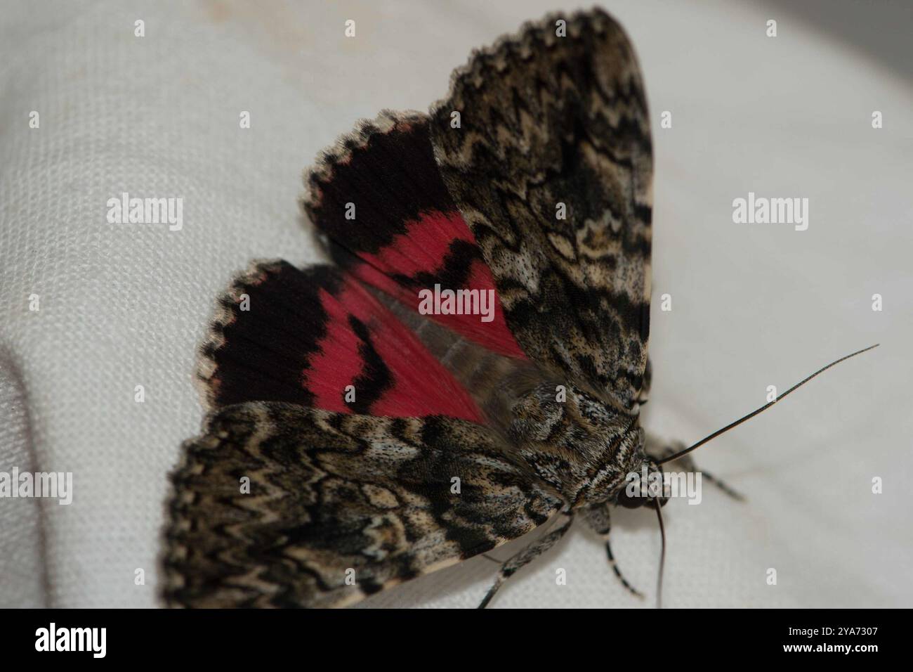 Light Crimson Underwing (Catocala promissa) Insecta Stock Photo - Alamy