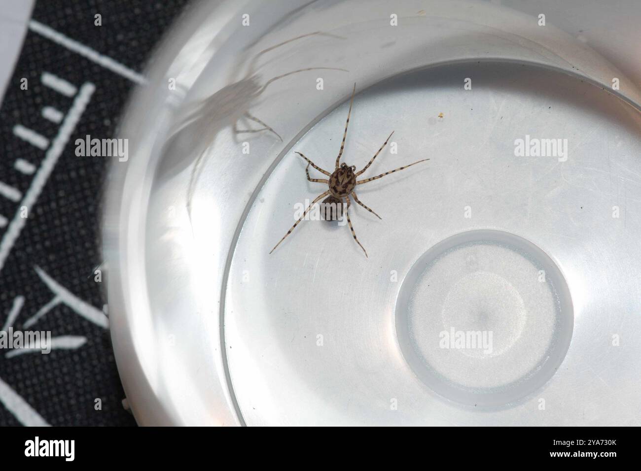 Common Spitting Spider (Scytodes thoracica) Arachnida Stock Photo - Alamy
