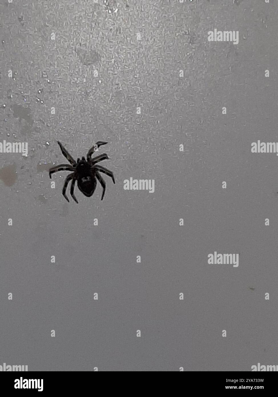 Ant-eating Spiders (Euryopis) Arachnida Stock Photo - Alamy