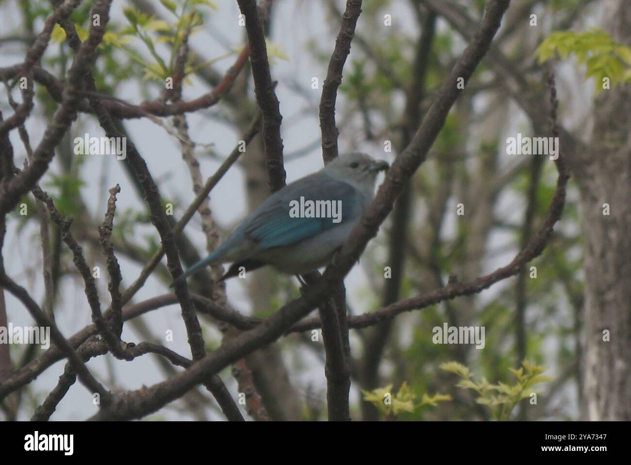 Sayaca Tanager (Thraupis sayaca) Aves Stock Photo - Alamy
