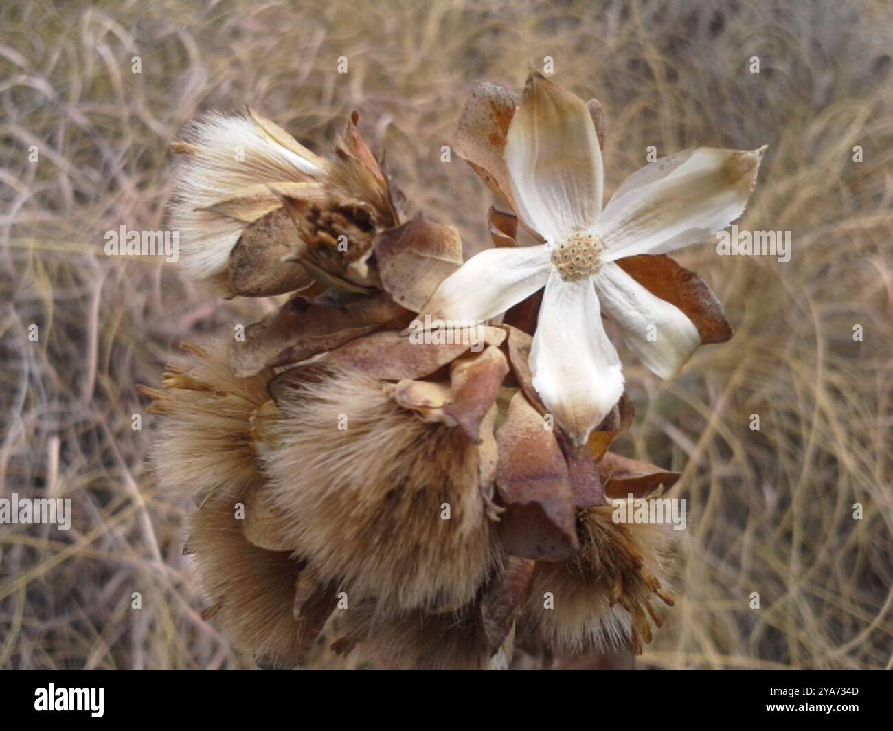 White Fluffbush (Lopholaena disticha) Plantae Stock Photo - Alamy