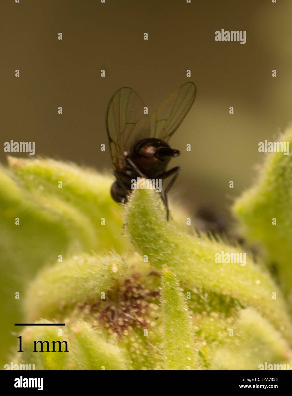 Leaf-miner Flies (Agromyzidae) Insecta Stock Photo - Alamy