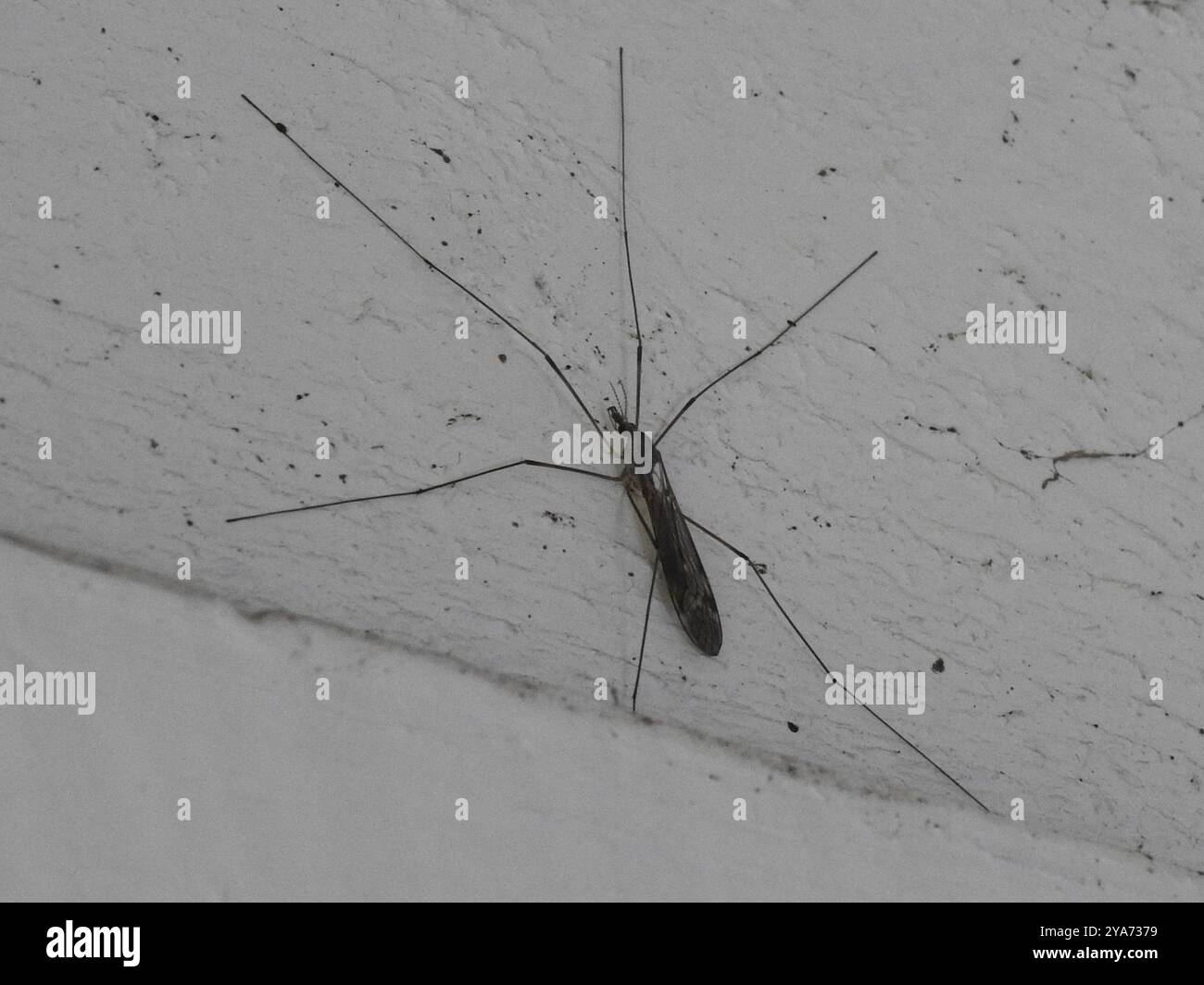 Typical Crane Flies (Tipuloidea) Insecta Stock Photo - Alamy