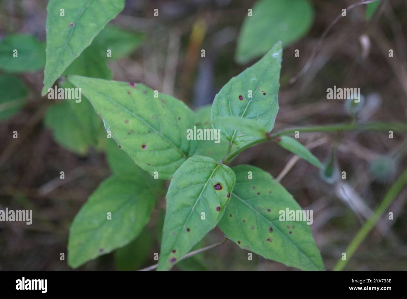 enchanter's-nightshade (Circaea lutetiana) Plantae Stock Photo - Alamy