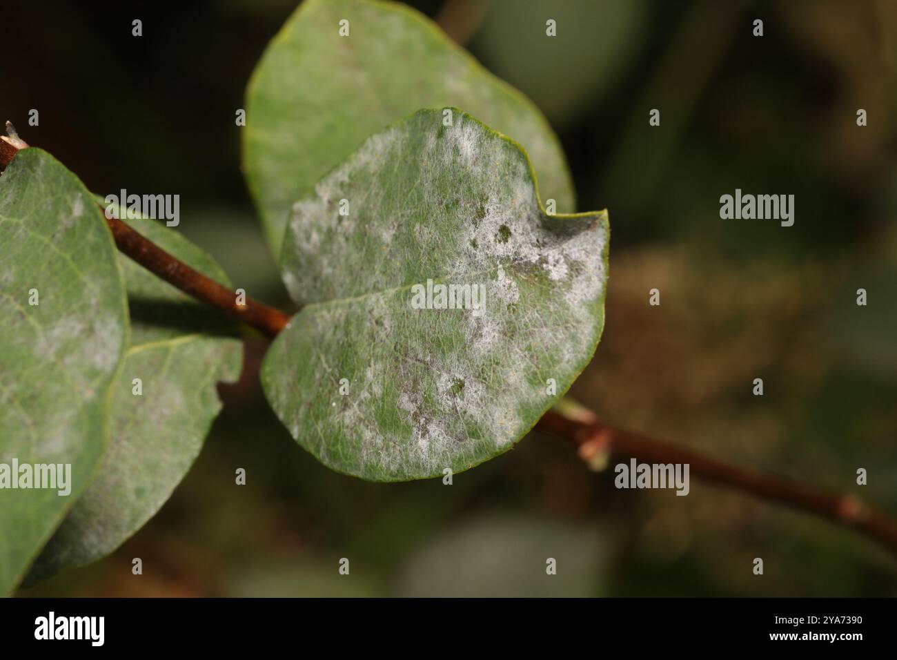 snowberry powdery mildew (Erysiphe symphoricarpi) Fungi Stock Photo - Alamy
