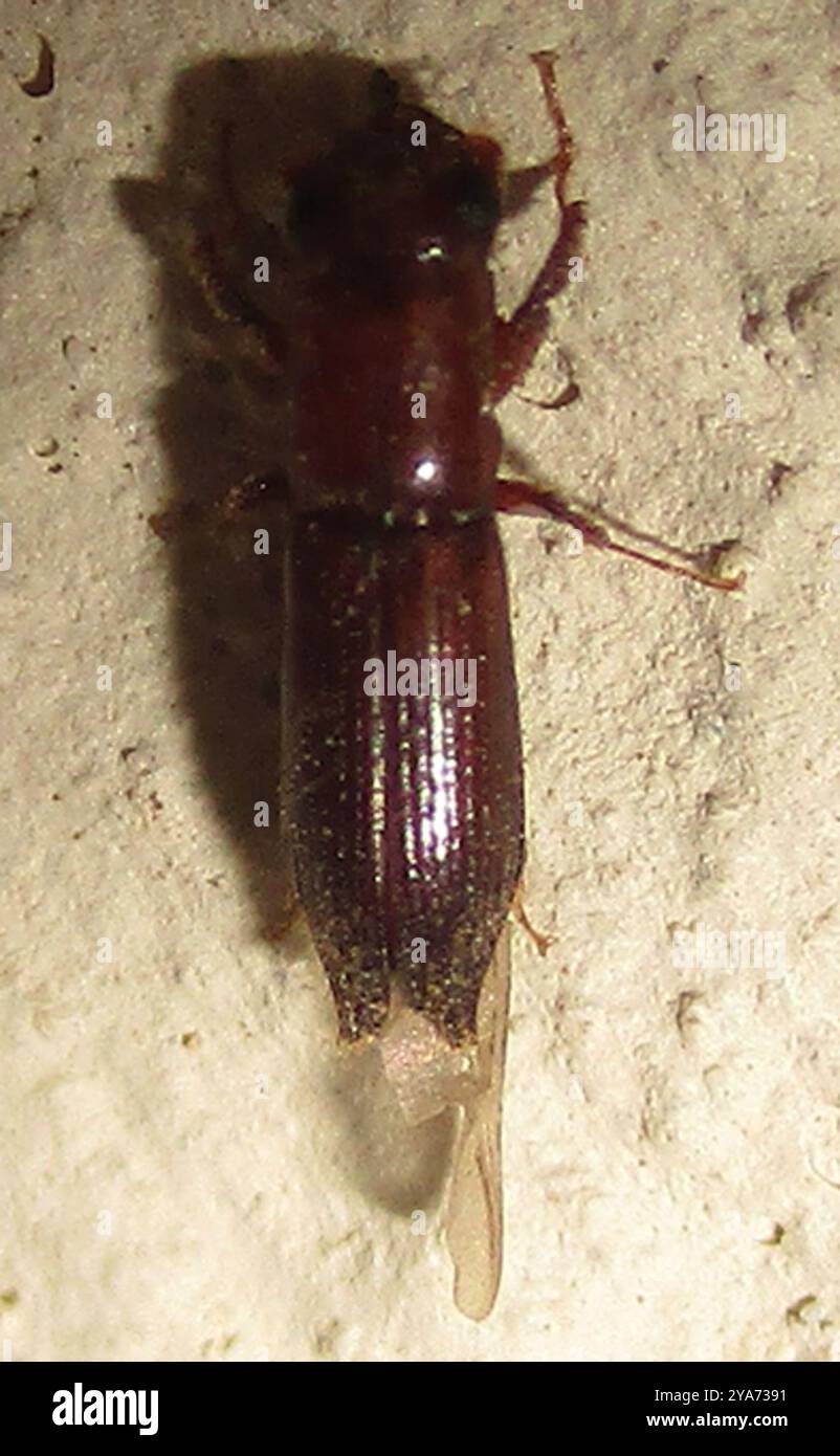 Pinhole Borer Beetles (Platypodinae) Insecta Stock Photo - Alamy