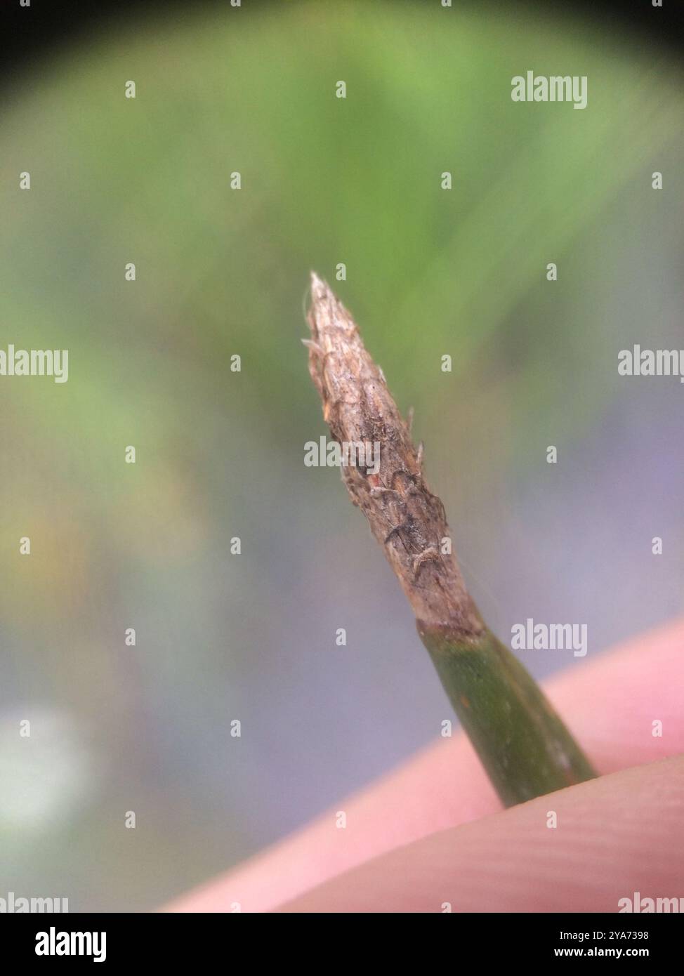Common Spike-rush (Eleocharis palustris) Plantae Stock Photo - Alamy