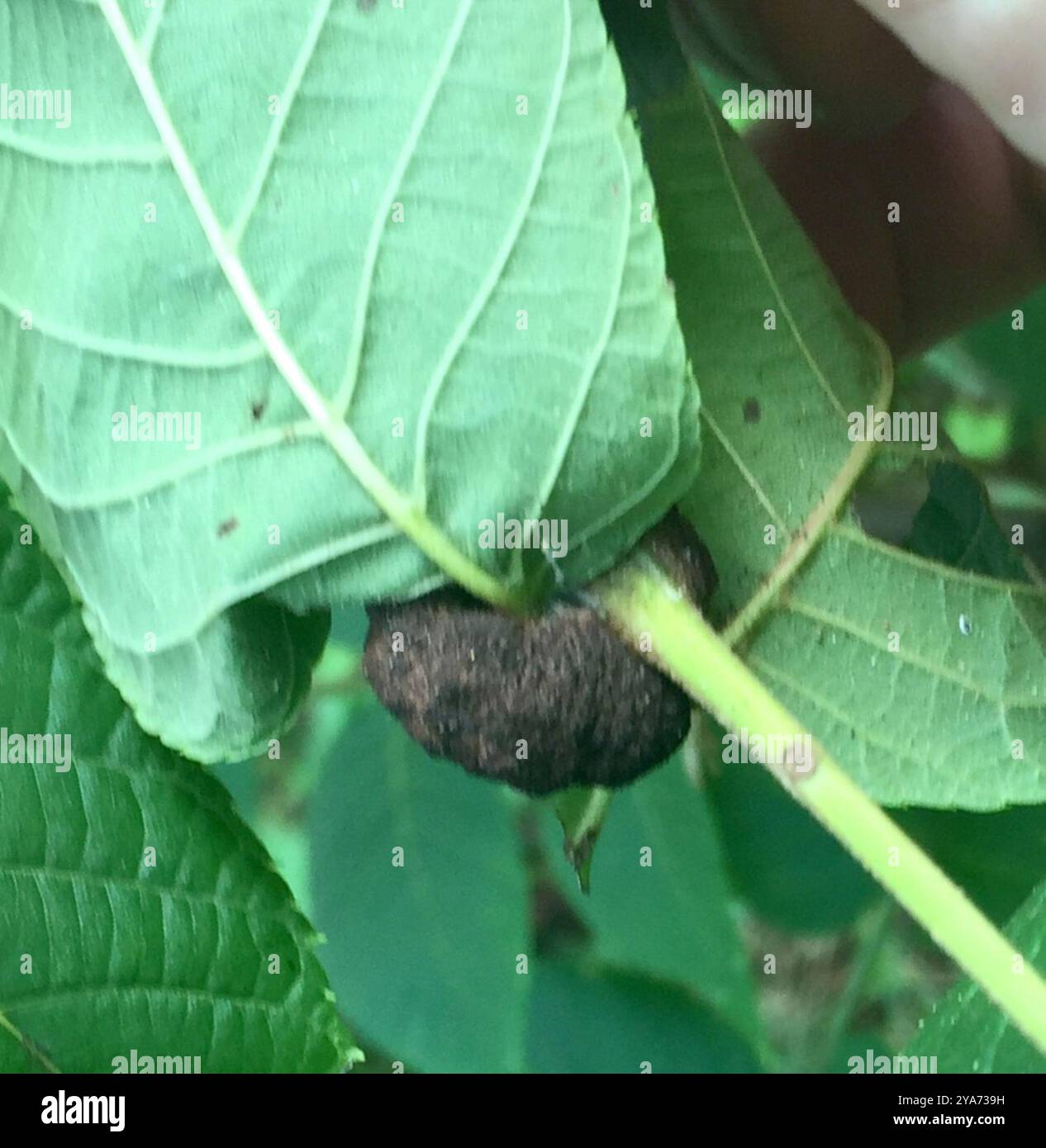 Black Walnut Petiole Gall Mite (Aceria caulis) Arachnida Stock Photo ...
