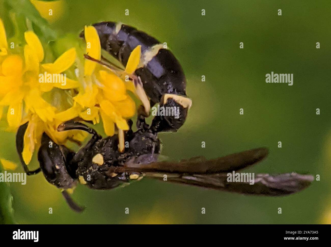 Canadian Potter Wasp (Symmorphus canadensis) Insecta Stock Photo - Alamy