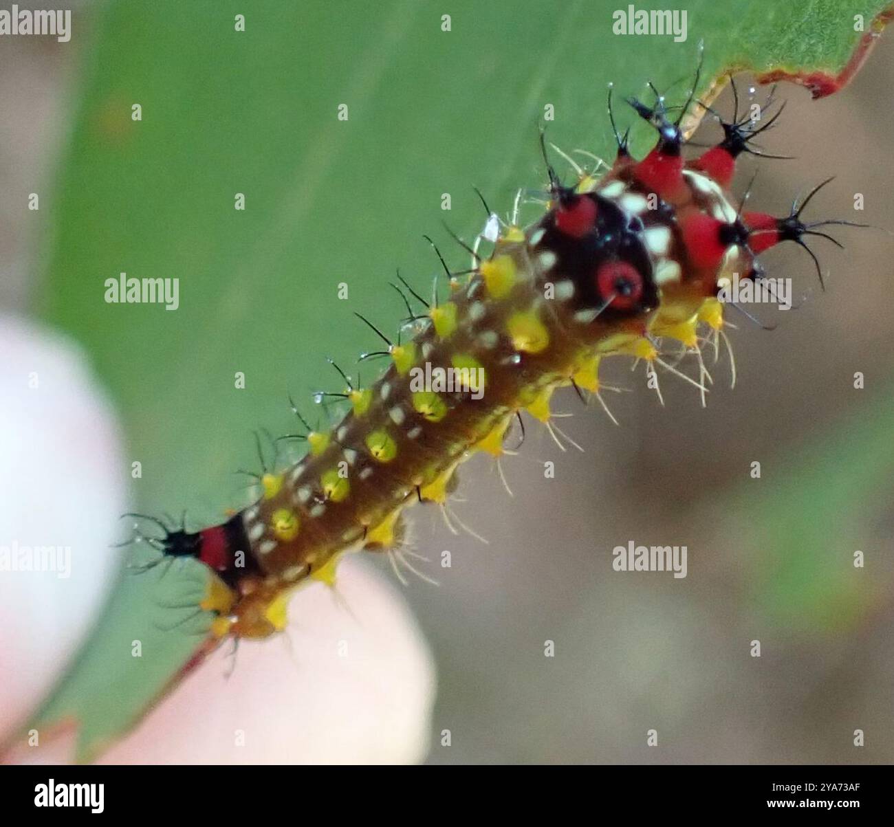Helena Gum Moth (Opodiphthera helena) Insecta Stock Photo - Alamy