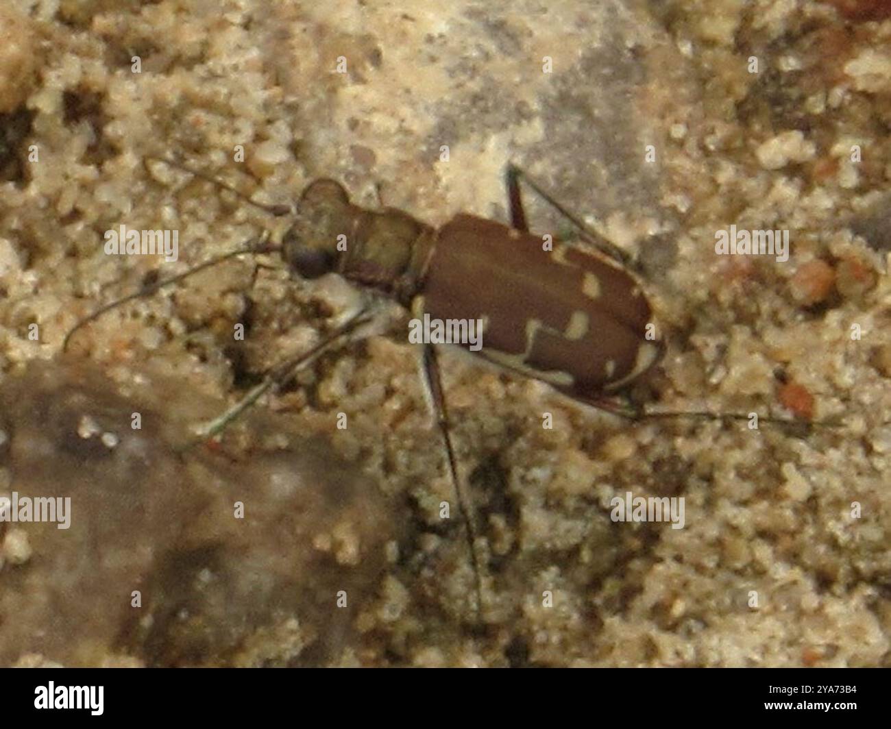 Bronzed Tiger Beetle (Cicindela repanda) Insecta Stock Photo - Alamy