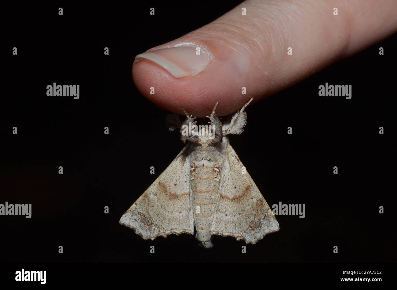 Angel Moth (Olceclostera angelica) Insecta Stock Photo - Alamy