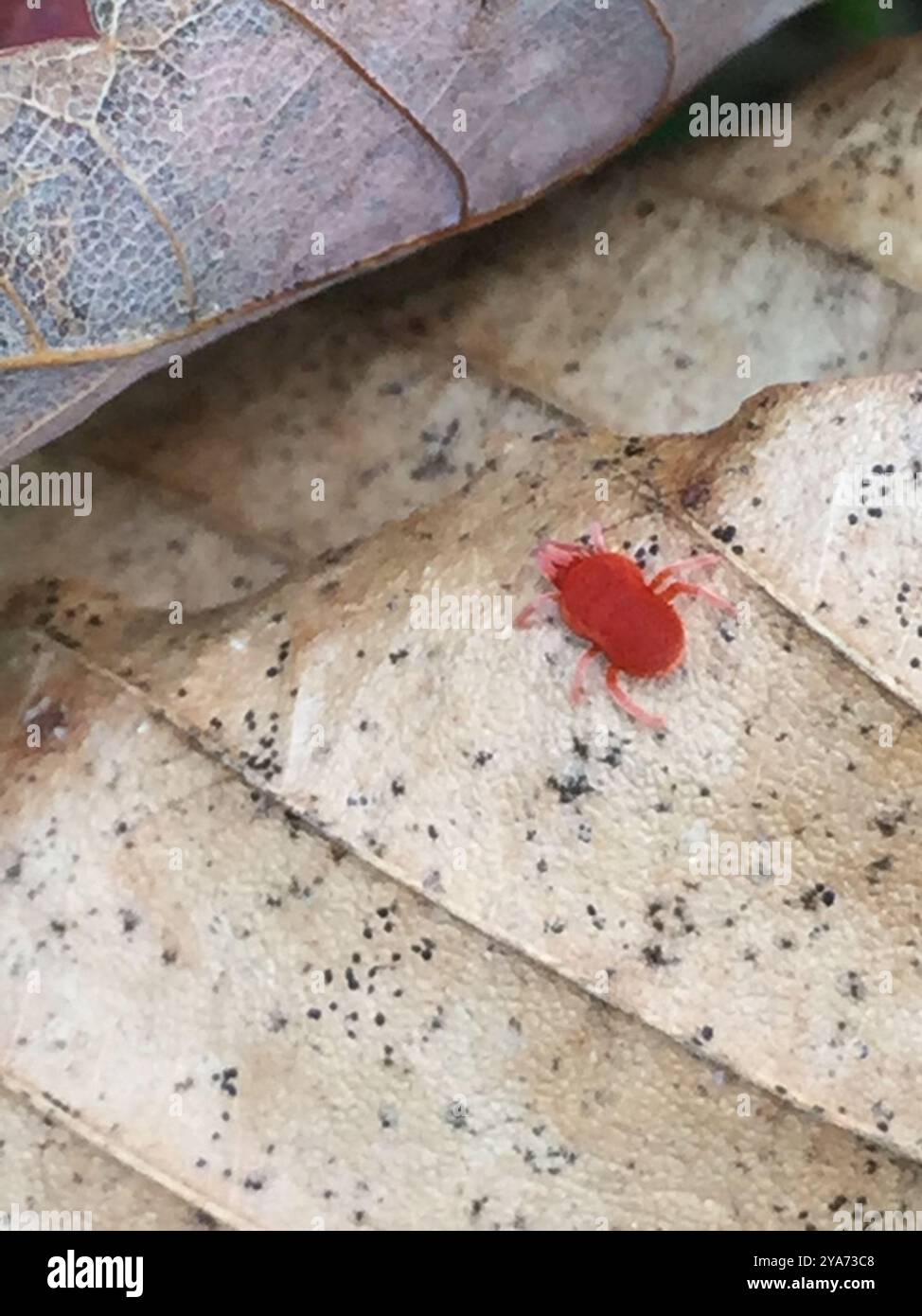Sumo Mites (Allothrombium) Arachnida Stock Photo - Alamy