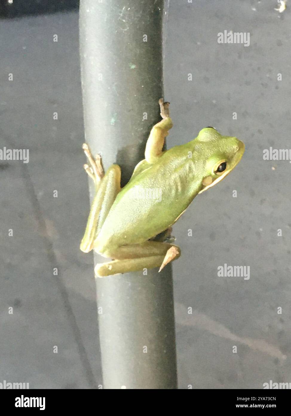 Green Treefrog (Hyla cinerea) Amphibia Stock Photo - Alamy
