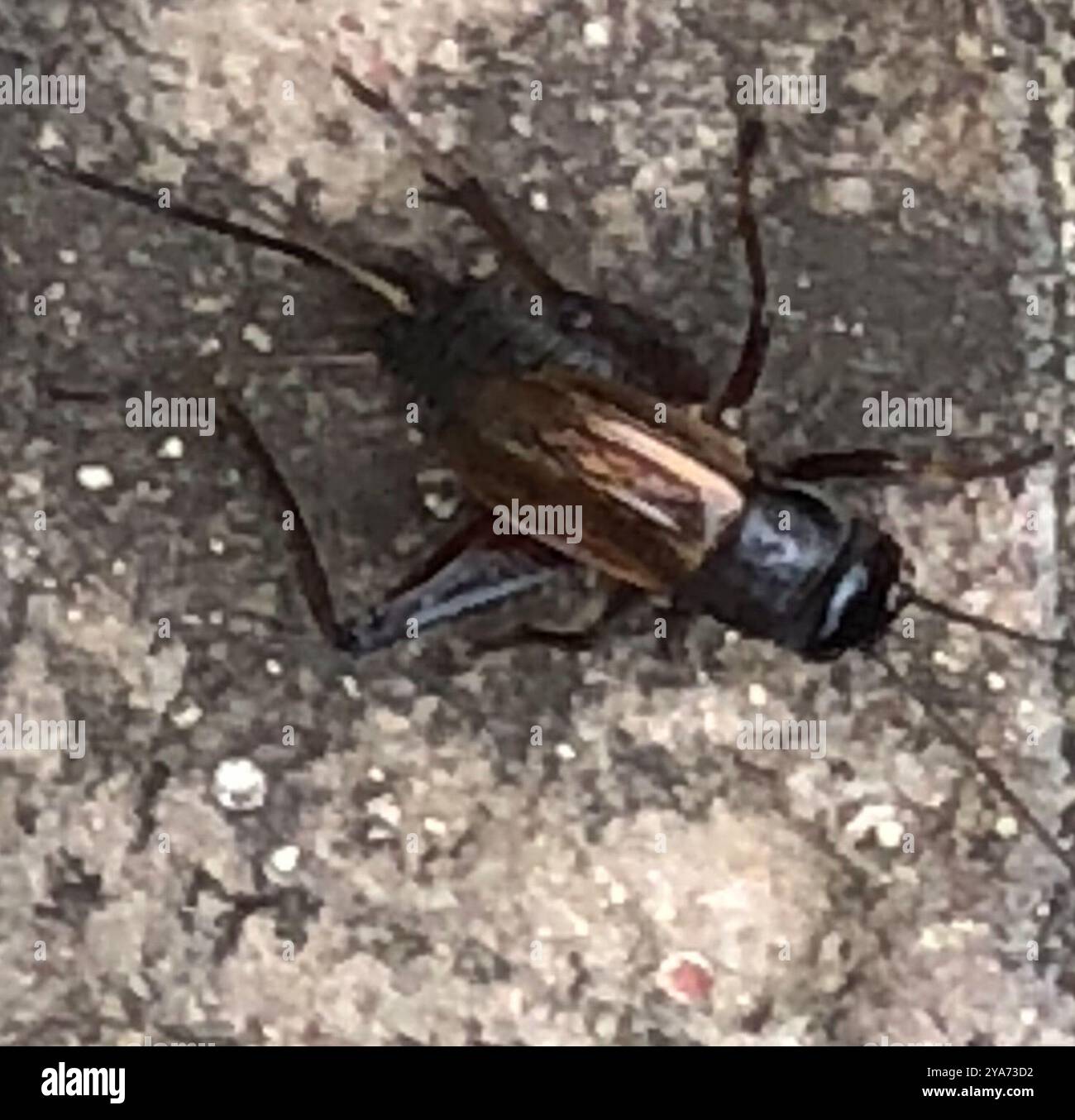 Fall Field Cricket (Gryllus pennsylvanicus) Insecta Stock Photo - Alamy