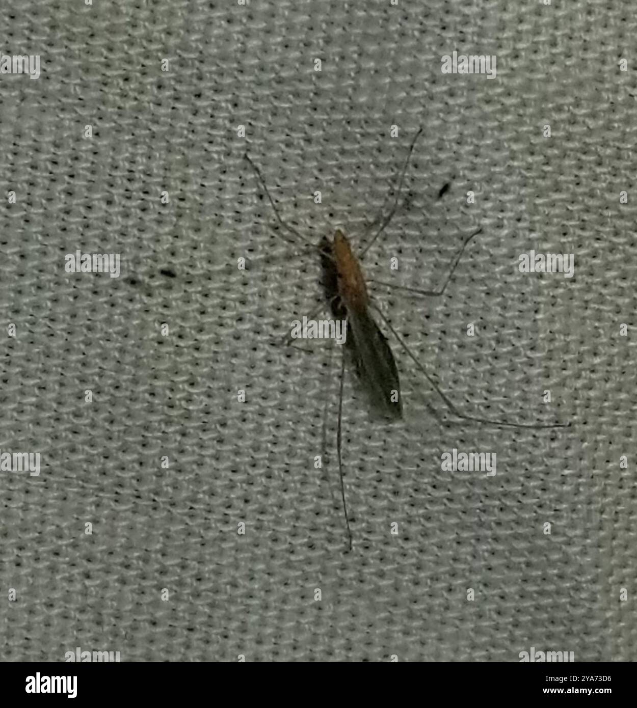 (Metacanthus multispinus) Insecta Stock Photo - Alamy