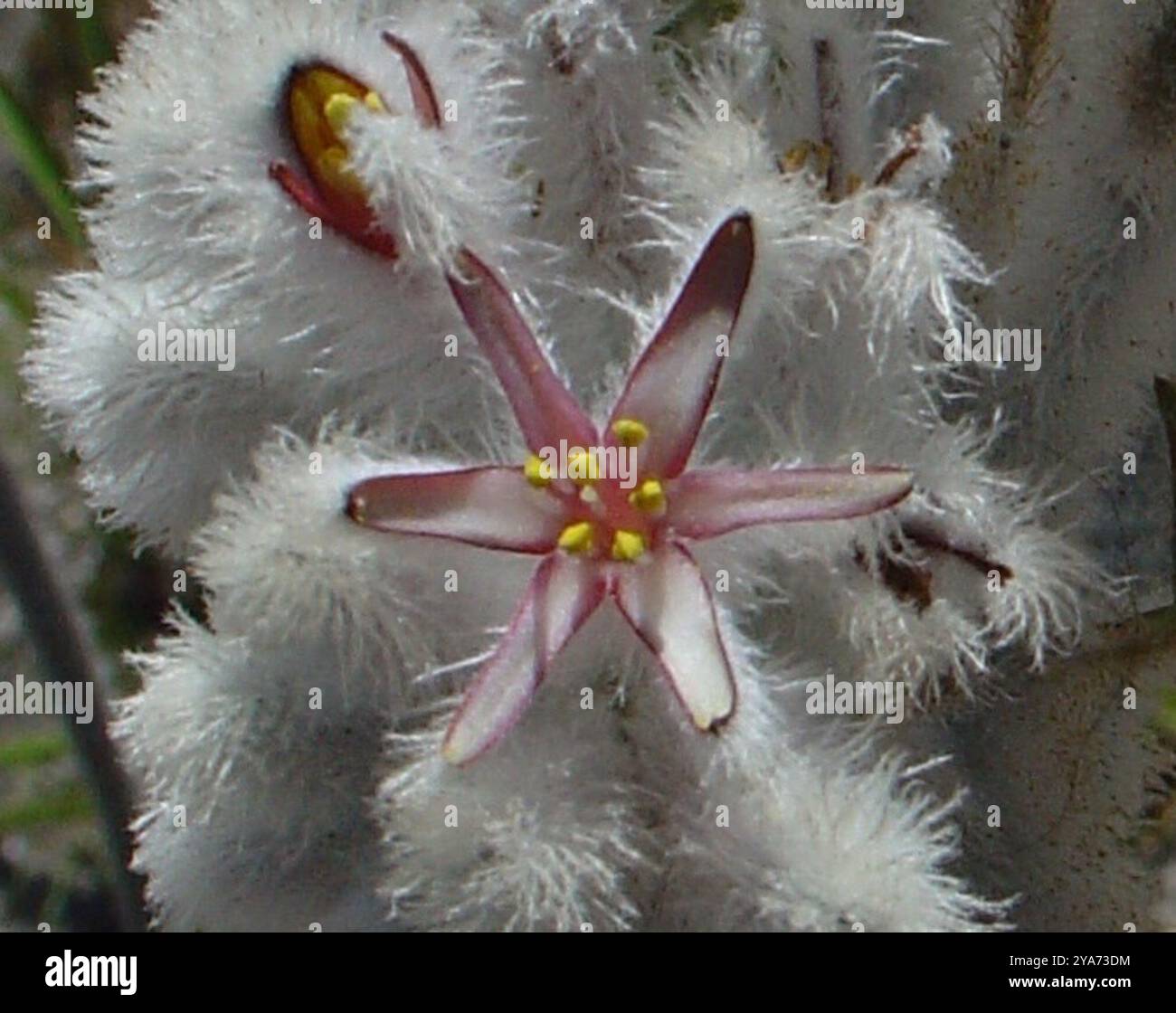 Lambstail (Lanaria lanata) Plantae Stock Photo - Alamy