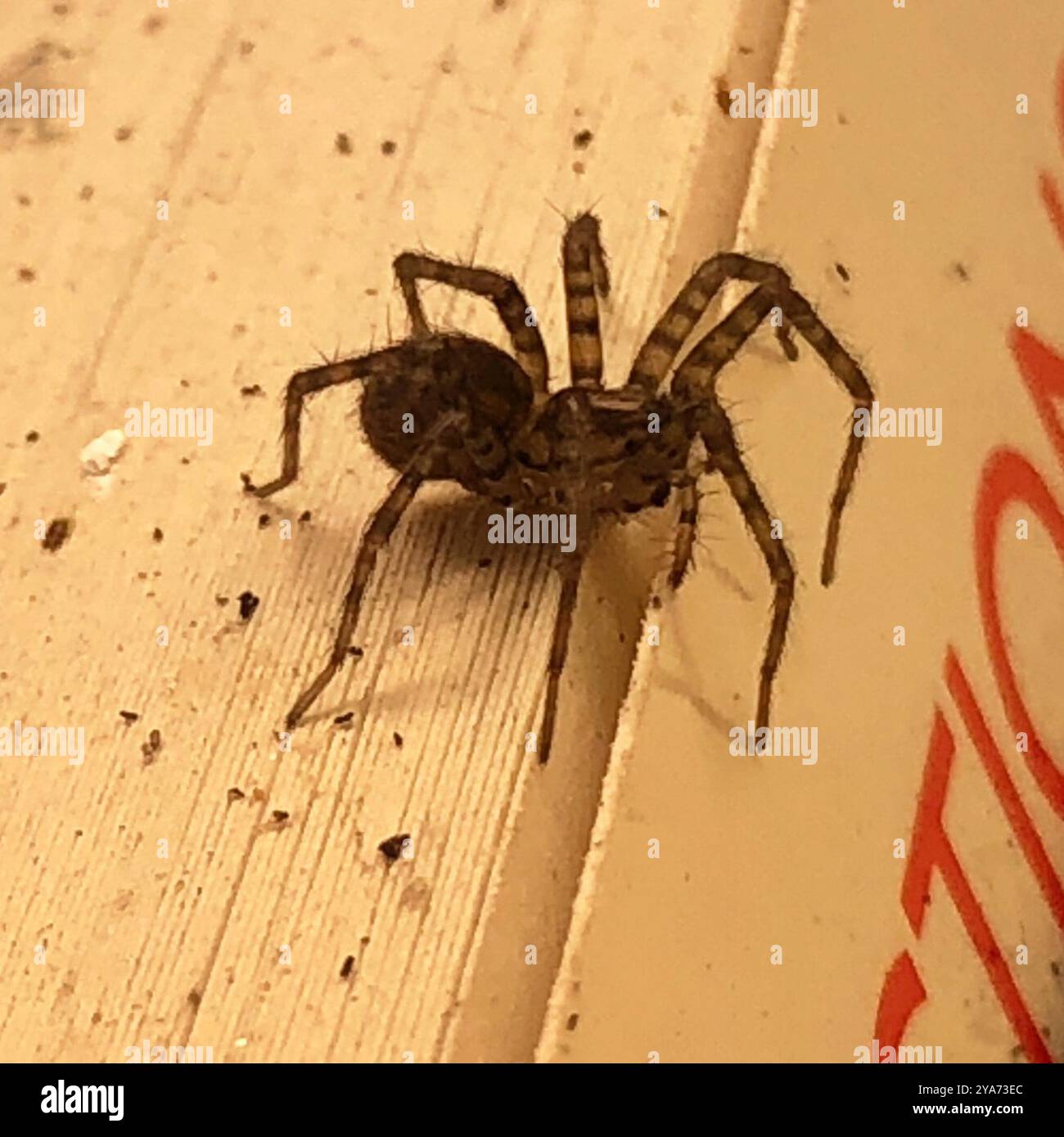Barn Funnel Weaver (Tegenaria domestica) Arachnida Stock Photo - Alamy