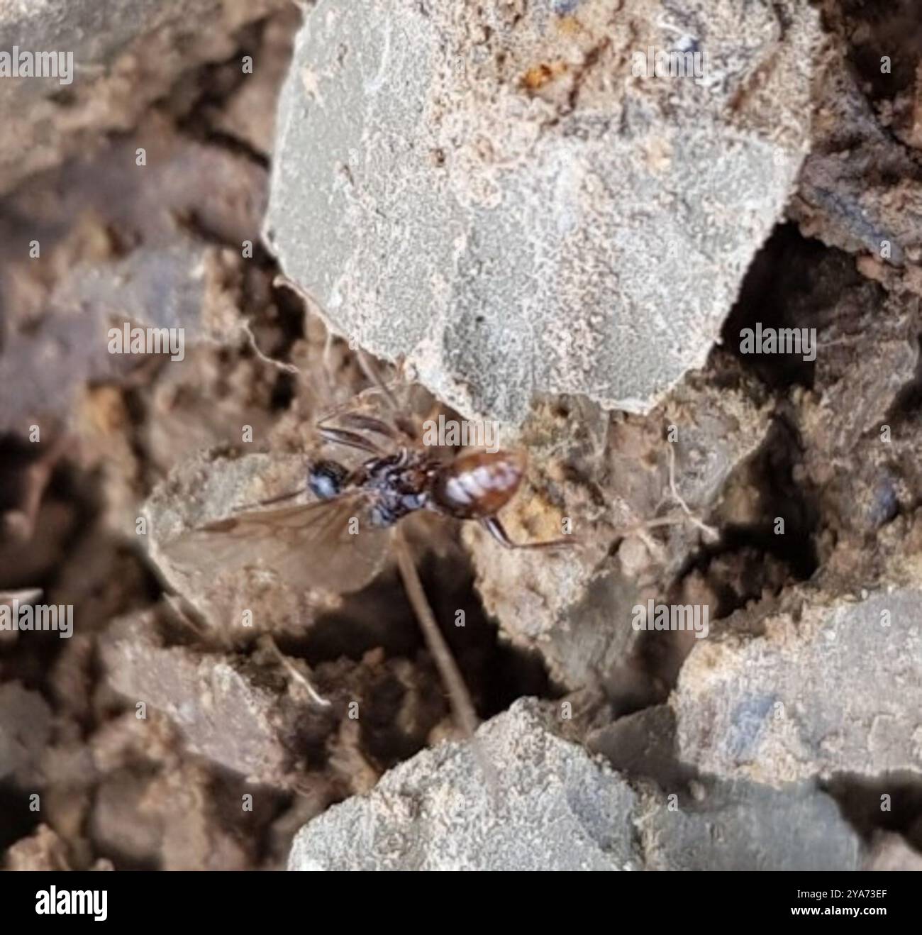 European fire ant (Myrmica rubra) Insecta Stock Photo - Alamy