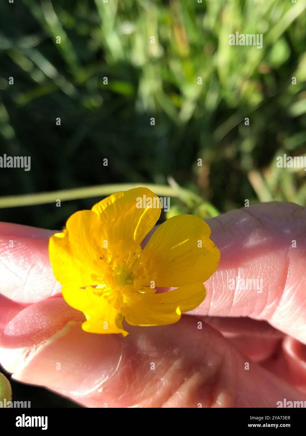 meadow buttercup (Ranunculus acris) Plantae Stock Photo - Alamy