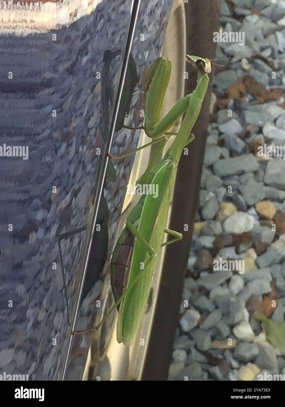 Chinese Mantis (Tenodera sinensis) Insecta Stock Photo - Alamy