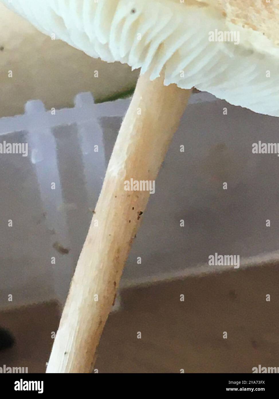 Stinking Dapperling (Lepiota cristata) Fungi Stock Photo - Alamy