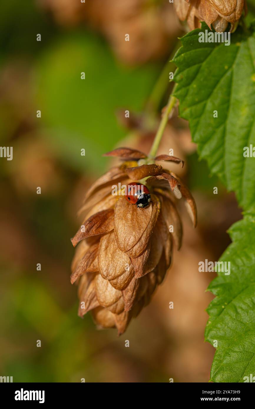 Hop detail hi-res stock photography and images - Alamy