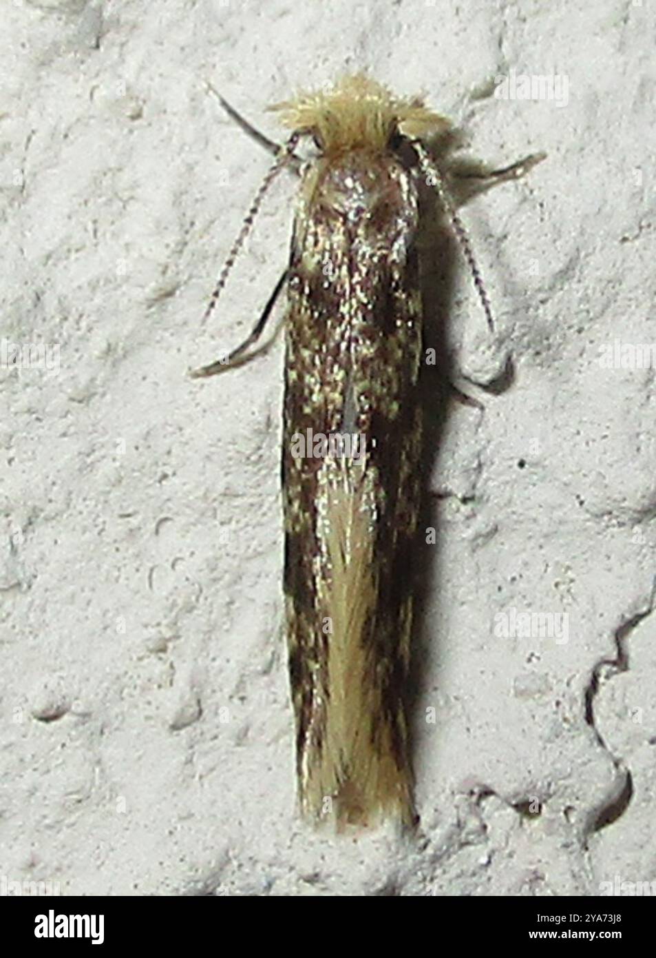 Fungus Moths, Clothes Moths, & Allies (Tineidae) Insecta Stock Photo ...