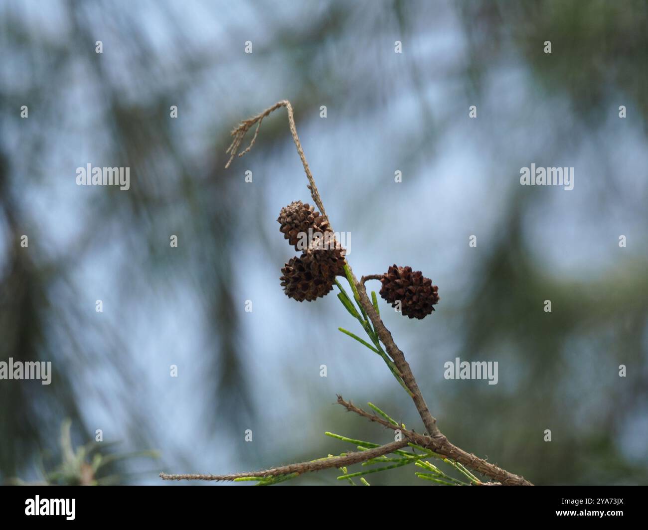 Beach Sheoak (Casuarina equisetifolia) Plantae Stock Photo - Alamy