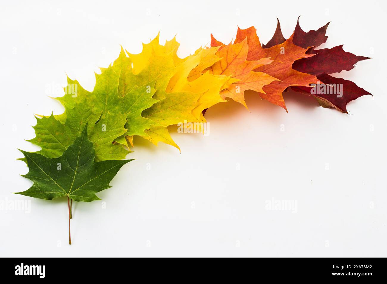 Green gradient leaf hi-res stock photography and images - Alamy