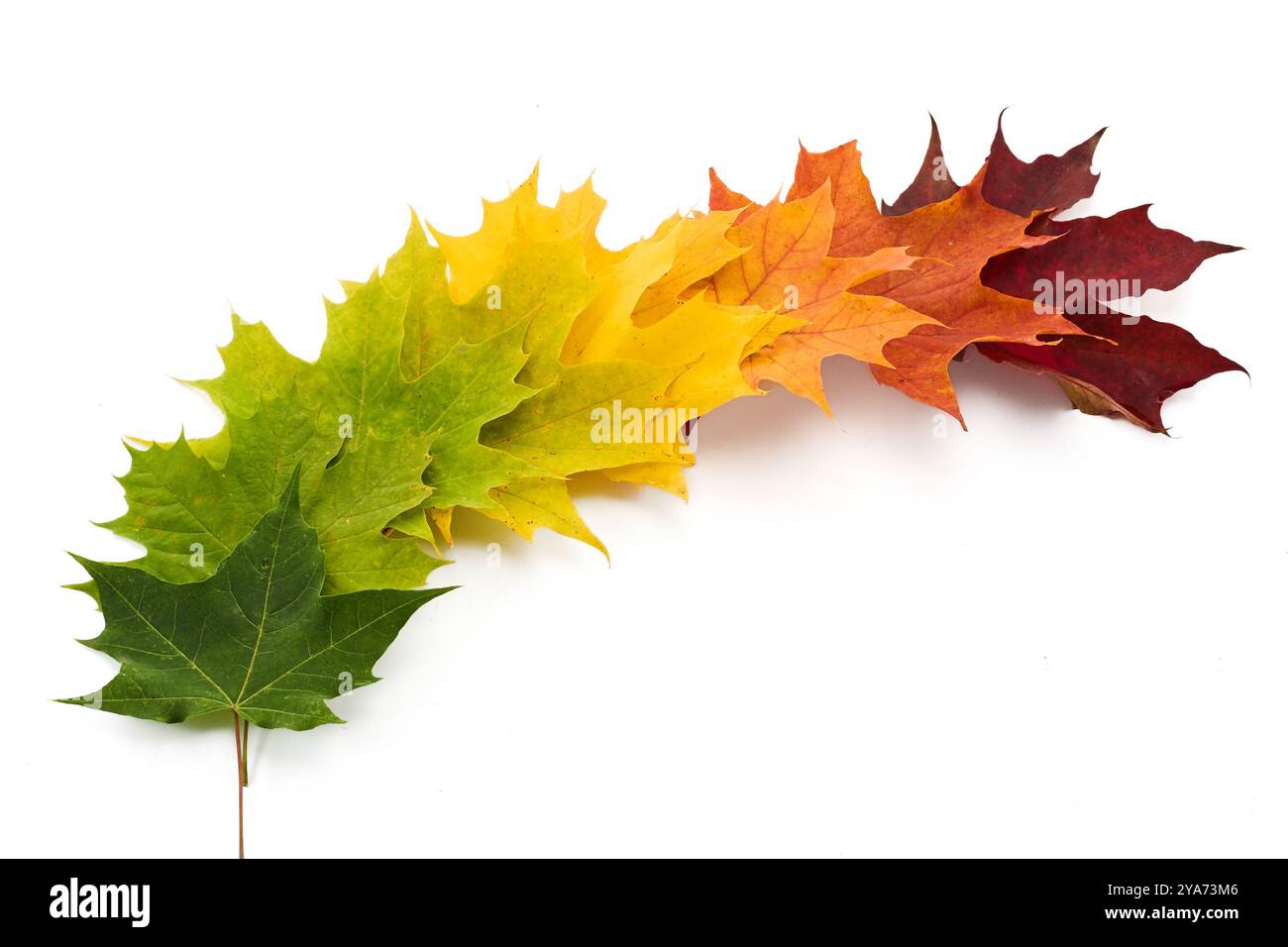 Seasonal Transition. A gradient of maple leaves from green to dark red ...