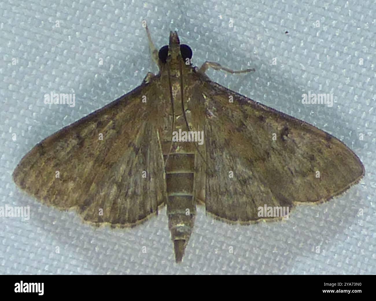 Dusky Herpetogramma Moth (Herpetogramma phaeopteralis) Insecta Stock ...