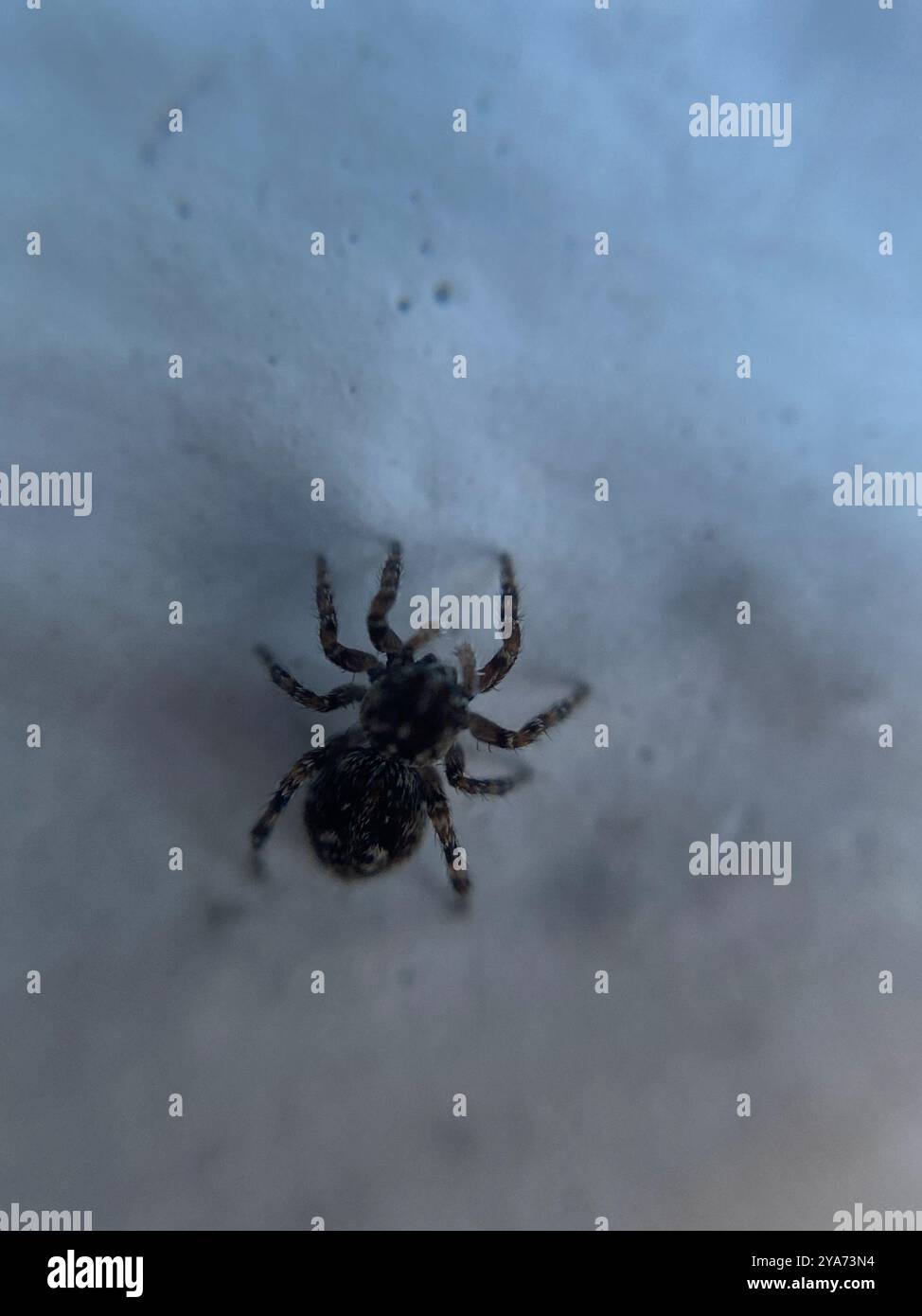 Downy jumping spider (Attulus pubescens) Arachnida Stock Photo - Alamy