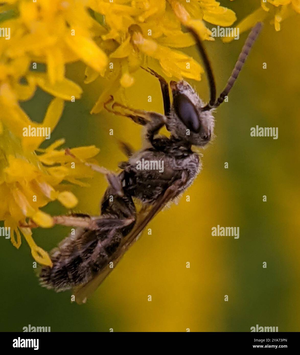 Metallic Sweat Bees (Dialictus) Insecta Stock Photo - Alamy
