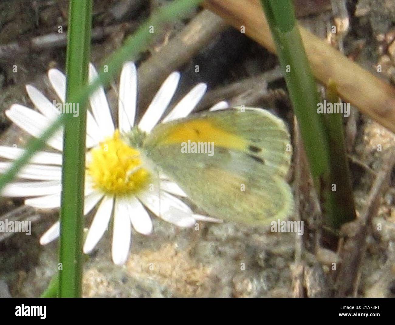 Dainty Sulphur (Nathalis iole) Insecta Stock Photo - Alamy