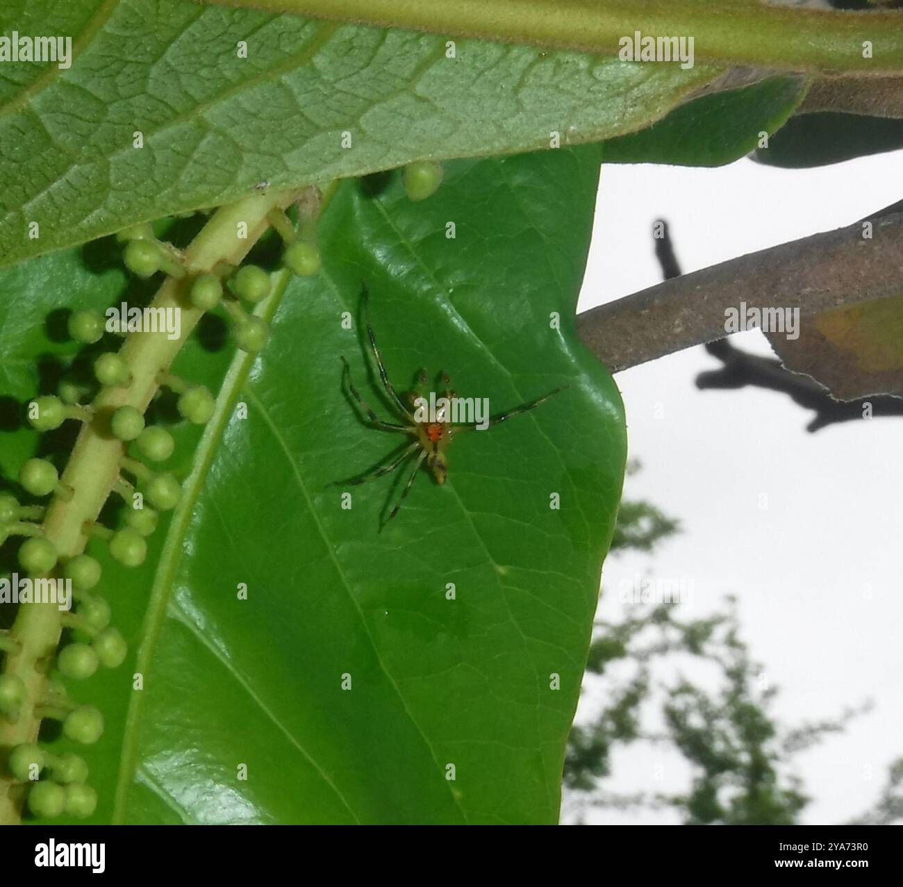 Translucent Green Jumping Spiders (Lyssomanes) Arachnida Stock Photo ...