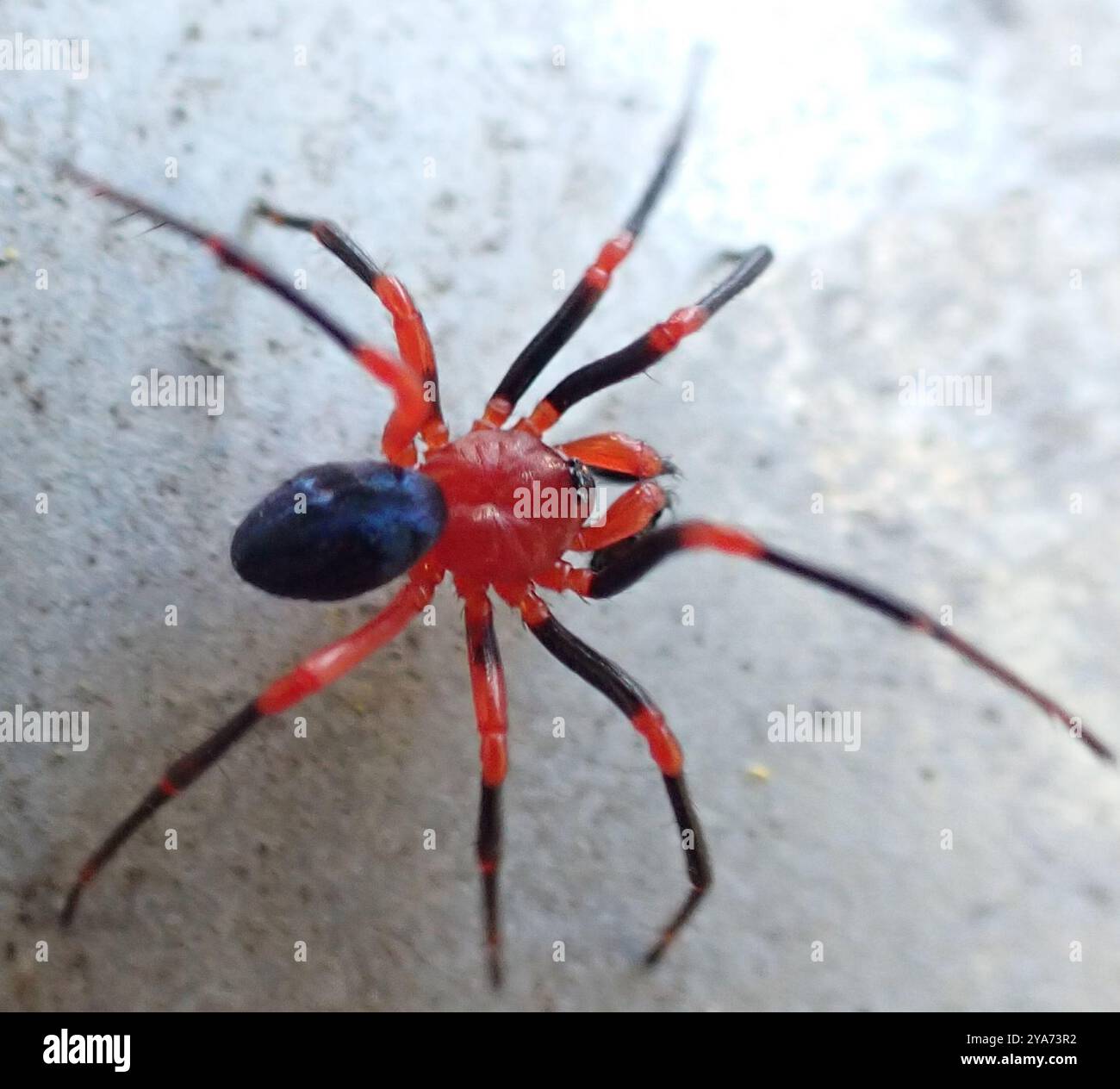 red-and-black Spiders (Nicodamidae) Arachnida Stock Photo - Alamy