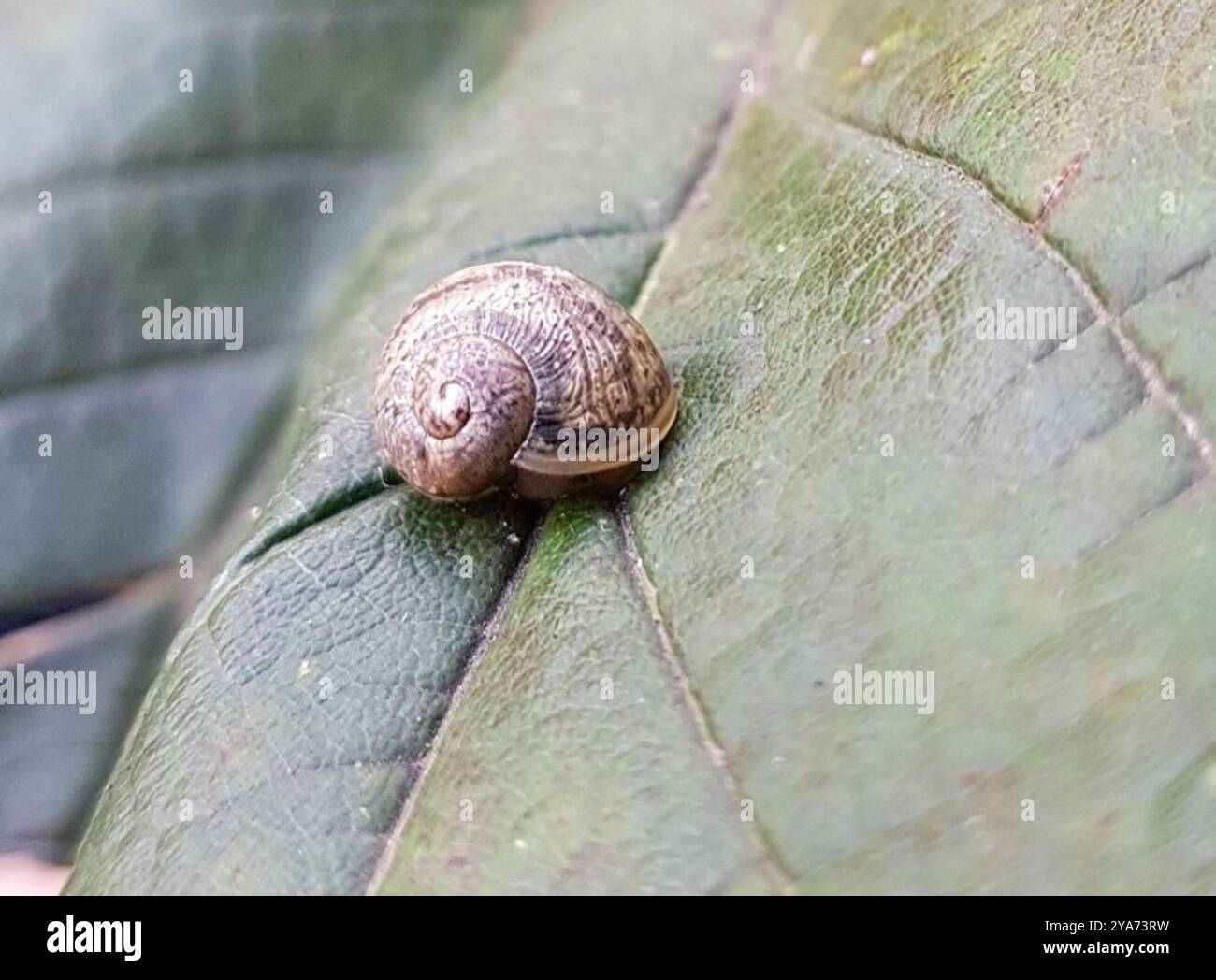 Garden Snail (Cornu aspersum) Mollusca Stock Photo - Alamy