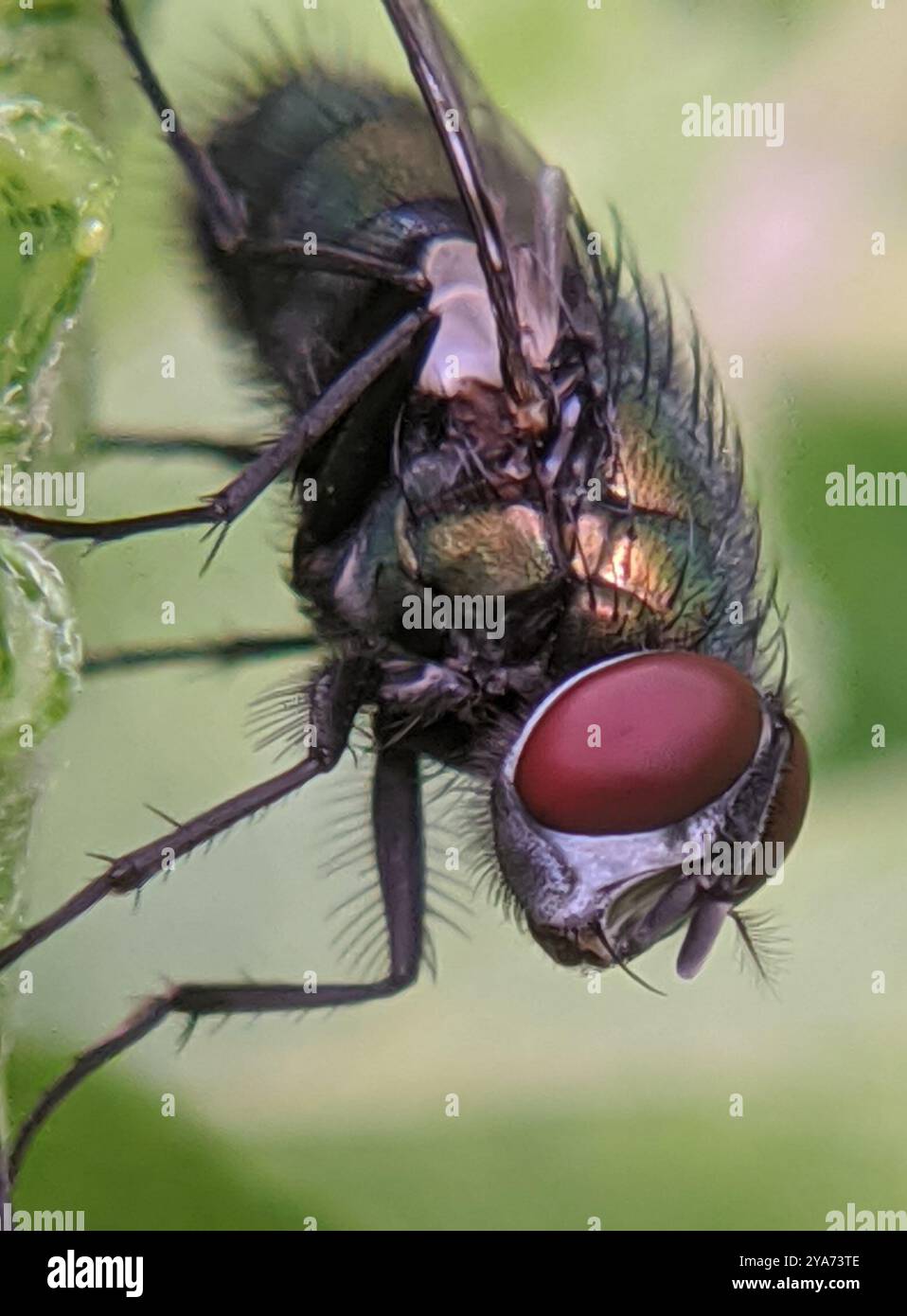 Greenbottle Flies (Lucilia) Insecta Stock Photo - Alamy