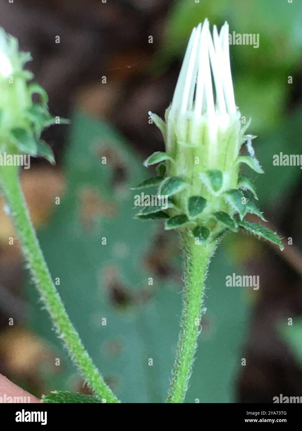 bouquet aster (Eurybia mirabilis) Plantae Stock Photo - Alamy